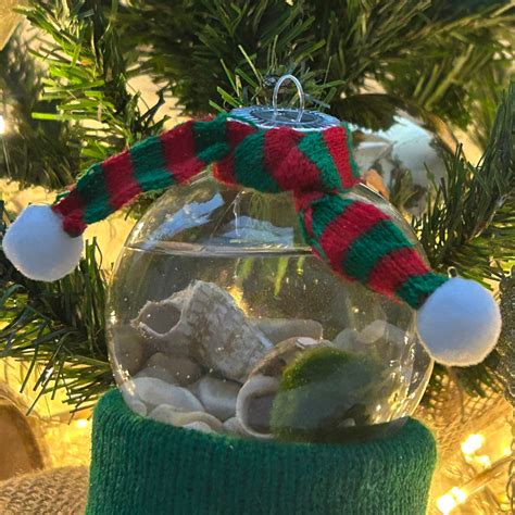 Vodena Biljka Marimo U Kuglici Za Bor Marimo Loptice