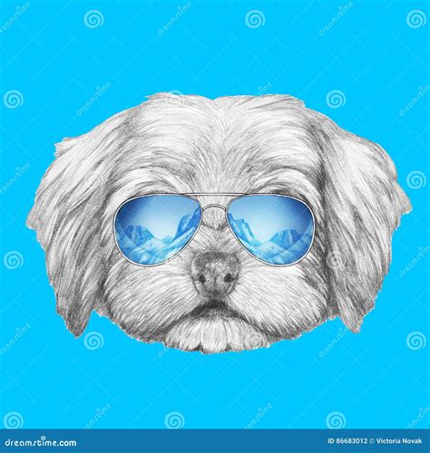 Portrait Of Havanese With Mirror Sunglasses Stock Illustration