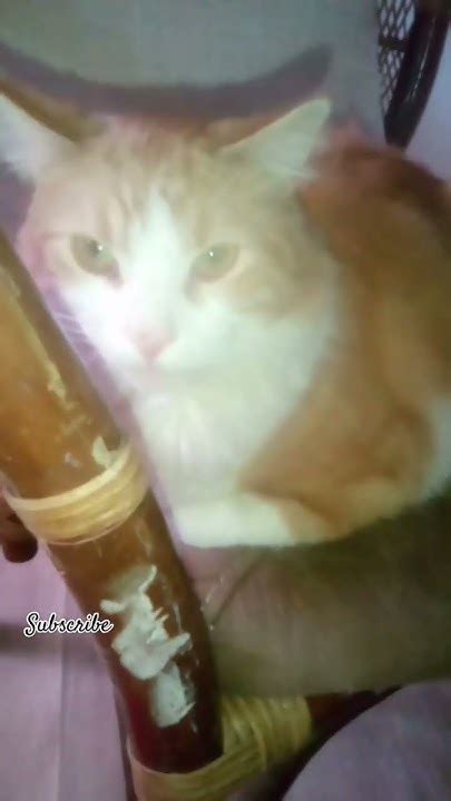 😺 And 🐢 Viral Subscribe Turtle Cat Kitty Turtlelover Turtlelove