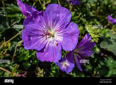 Geranium, Johnson's blue Stock Photo - Alamy