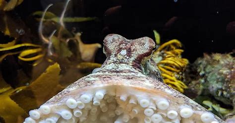Grumpy Octopus Album On Imgur