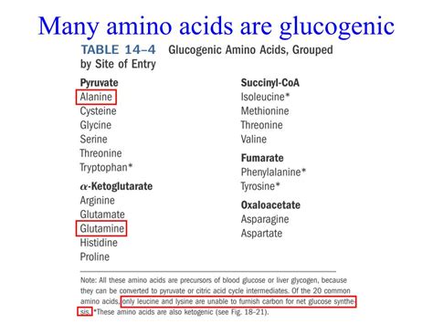 Amino Acid Glucogenic Example At Frederick Chenault Blog