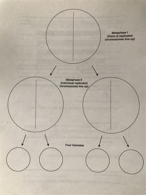 Solved Drawing The Stages Of Meiosisnext You Are Going To
