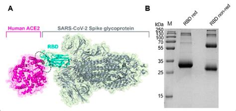 A Structural Model Of The Interaction Between The Human Ace2 Enzyme