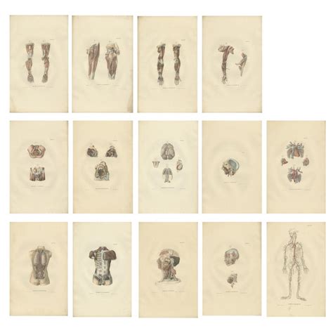 Set Of 14 Antique Anatomy Prints Of Angiology 1839 For Sale At 1stdibs