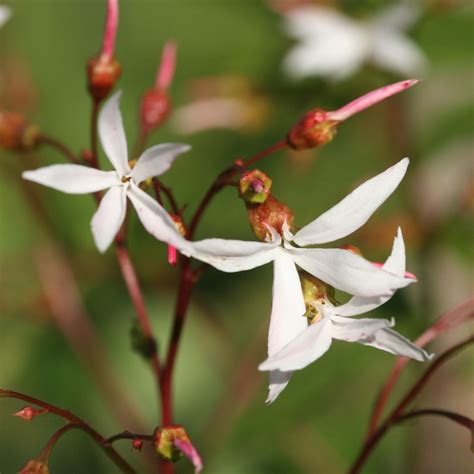 Gillenia Trifoliata Bowman S Root Plants Part Shade Flowers Shade