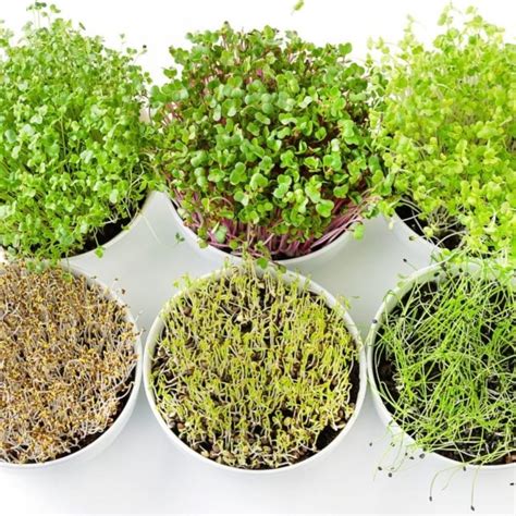 How To Grow Broccoli Sprouts Step By Step Guide