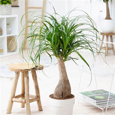 Plantas De Interior 30 Especies Resistentes Y Fáciles De Mantener 2022