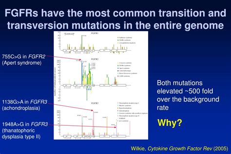 Ppt The Implications Of Paternal Age Mutations And Birth Defects