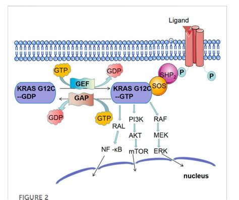 Kras突变nsclc——光明就在隧道的尽头 非小细胞肺癌 抑制剂 基因 研究 健康界