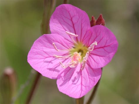 粉花月见草 Oenothera rosea 科技研花图画书