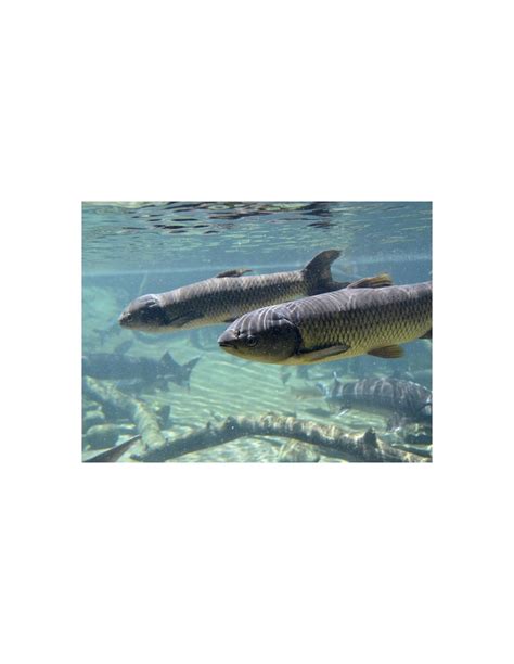 Ctenopharyngodon Idella Grass Carp