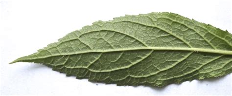 Eudicot 1 Tree Guide Uk