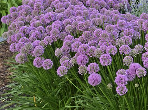Allium Millenium 2018 Perennial Plant Of The Year • Cut And Dried
