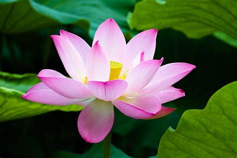 ピンクの睡蓮：無料の写真素材