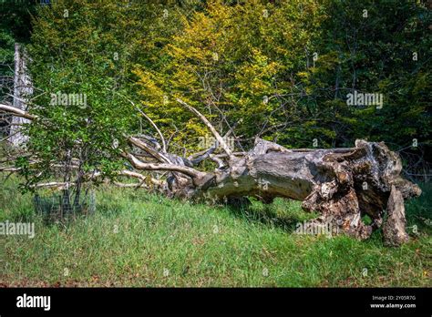 Dead Fallen Trees Almost Making An Art Instalation On The Forset Floor Stock Photo Alamy