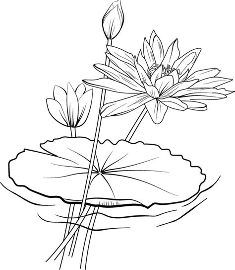 Nymphaea Water Lily Drawings Outline Water Lily Drawing Outline Water