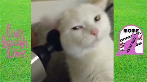 Hilarious Cat Fails 4 Just For Laugh 82 Youtube