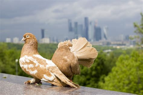 Pigeons Gloomy Sky Moscow - Free photo on Pixabay - Pixabay