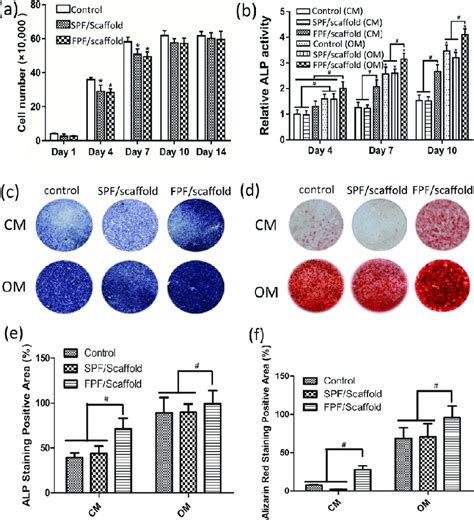 A Proliferation Of The Mc3t3 E1 Cells Cocultured With The