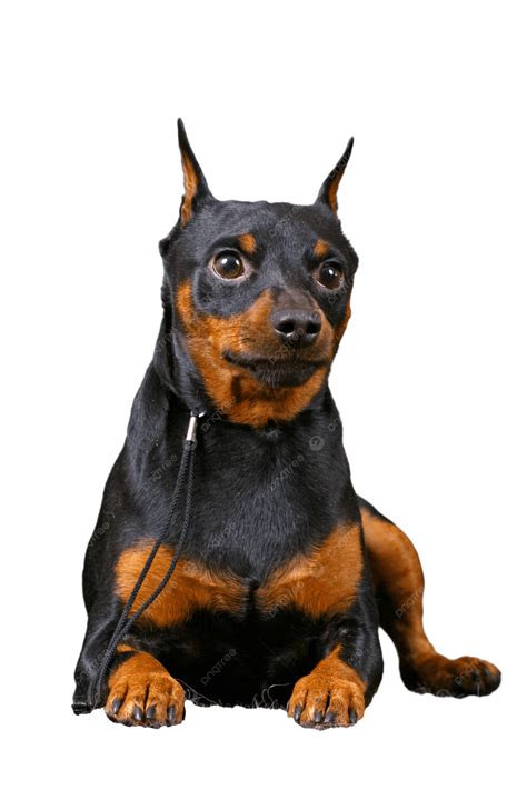 Gambar Zwerg Png Vektor Psd Dan Clipart Dengan Background Transparan Untuk Download Gratis