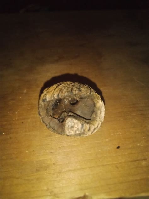 New Nut Here Fossil ID The Fossil Forum