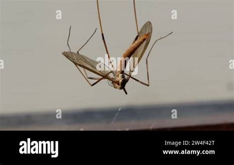 Orb Web Spiders Stock Videos And Footage Hd And 4k Video Clips Alamy