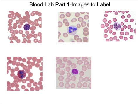 Blood Lab Part 1 Pg 1 Diagram Quizlet