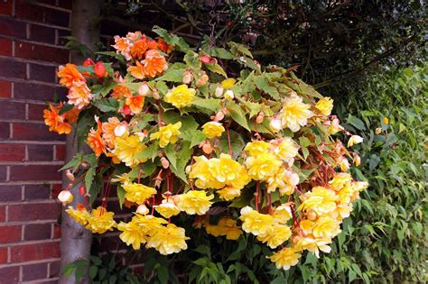 Orange And Yellow Mixed Trailing Pendula Begonia
