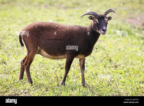 Soay Sheep Ewe A Rare Livestock Breed Similar To The Ancestors Of Domestic Sheep In Grass