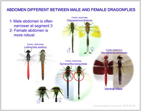 The Abdomen Of Odonates
