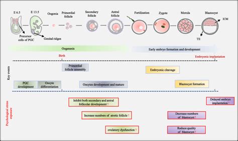 Schematic Diagram Of The Main Events And Psychological Impact On Mouse