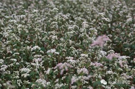 獨出前門望野田 月明蕎麥花如雪 每日頭條