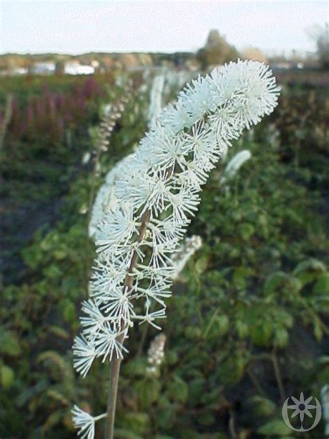 Actaea Cimicifuga Simplex White Pearl Bouwmeester Vaste Planten