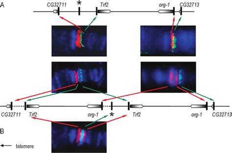 Visualization Of The Sexratio Duplication By In Situ Hybridization