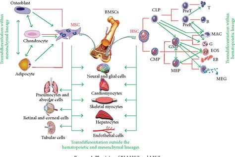 Bone Marrow Hematopoietic Stem Cells