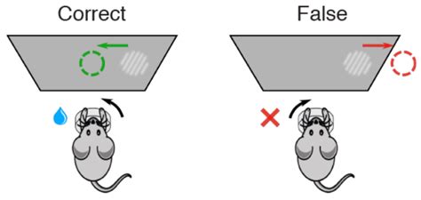 Using Latent Variable Models To Predict Mouse Behavior