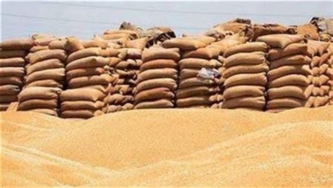 توريد 470 ألف طن قمح بصوامع الوادي الجديد