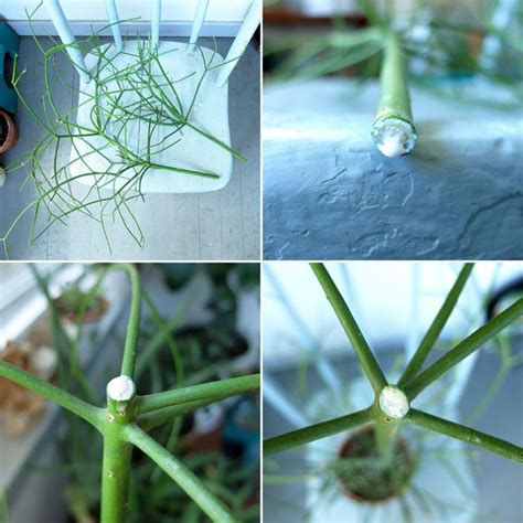 Propagating Pencil Cactus Step By Step Guide How To Propagate Pencil