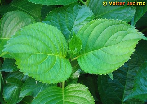 Hydrangea Macrophylla Leaf
