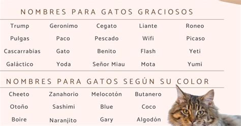 50 Ideas De Nombres Originales Para Gatos Machos Mascotario