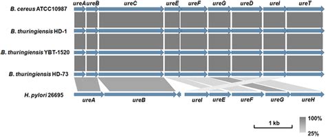 Comparative Analysis Of The Urease Gene Cluster Coding Sequences