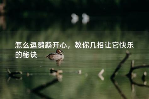 怎么逗鹦鹉开心，教你几招让它快乐的秘诀 宠智灵