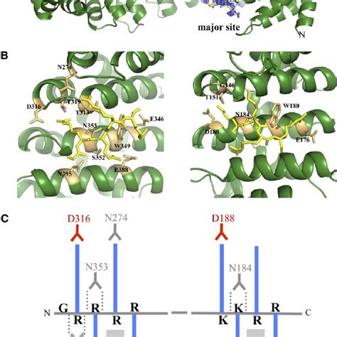 Structure And Sequence Conservation In Imp A Proteins Download