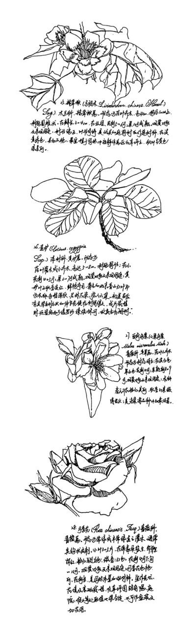 黑白手绘 高清图片，堆糖，美图壁纸兴趣社区