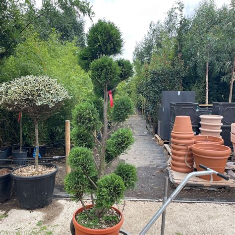 For Sale Cupressocyparis Leylandii Pom Pom Tree Delivery By