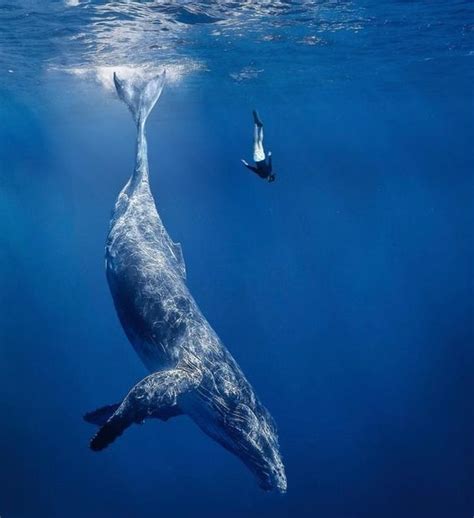 百年來僅現身3次！ 25公尺深海巨獸「罕見浮出海面身影」 Jokerice