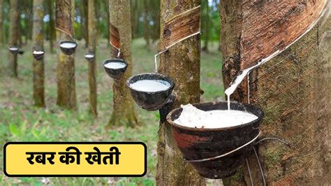 रबर की खेती किसानो को जल्द बना देंगी मालामाल इस तरीके से करना होगा खेती