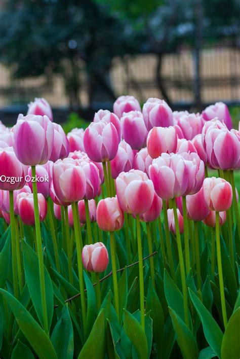 Tulip Festival Sweetness Özgür Özkök