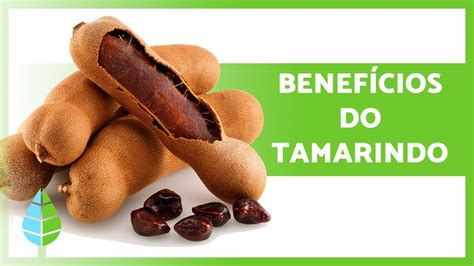 PROPRIEDADES e BENEFÍCIOS do TAMARINDO Para que serve Modo de Tomar